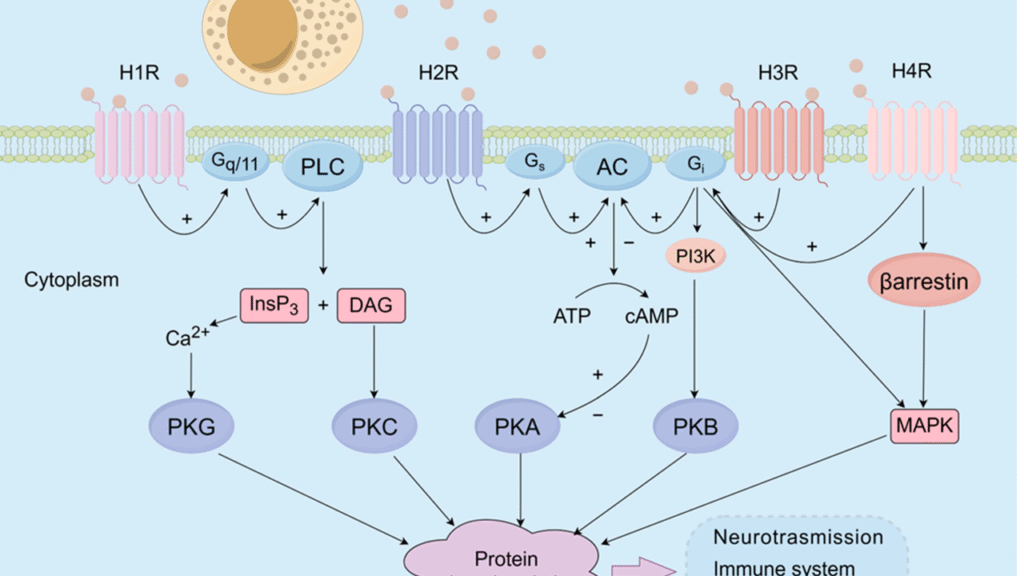 Stages of the Flu: Symptoms, Timeline & Recovery