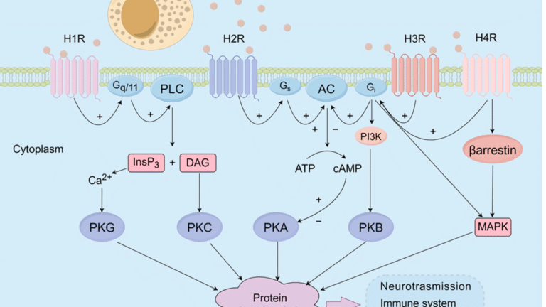 Stages of the Flu: Symptoms, Timeline & Recovery